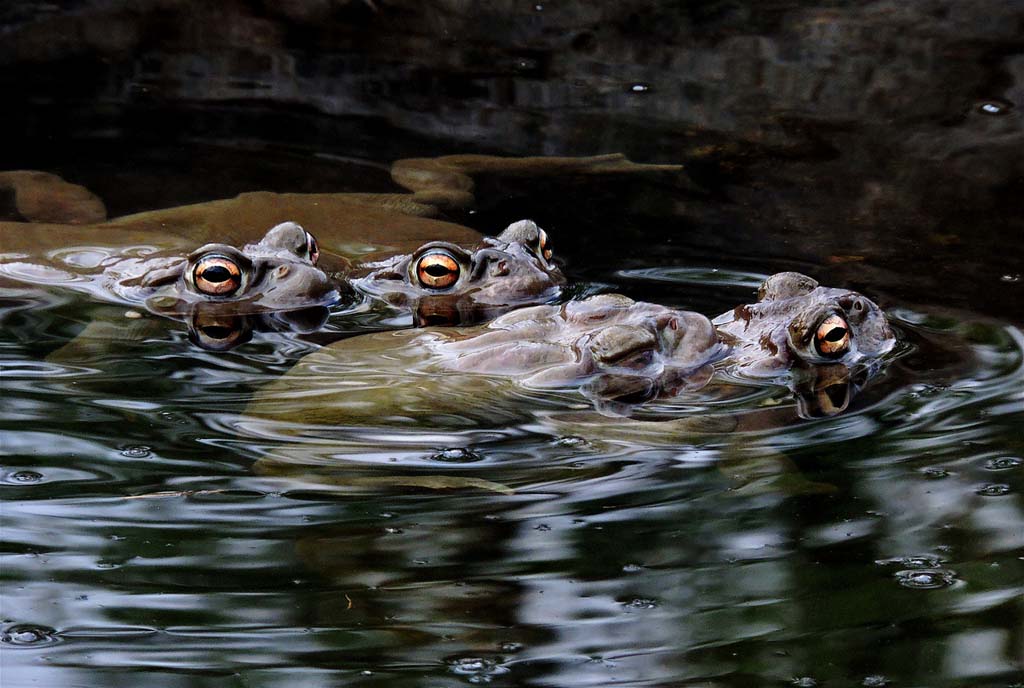 Moment in the Sun: Species’ Summer Adaptations Provide Ways to Protect ...
