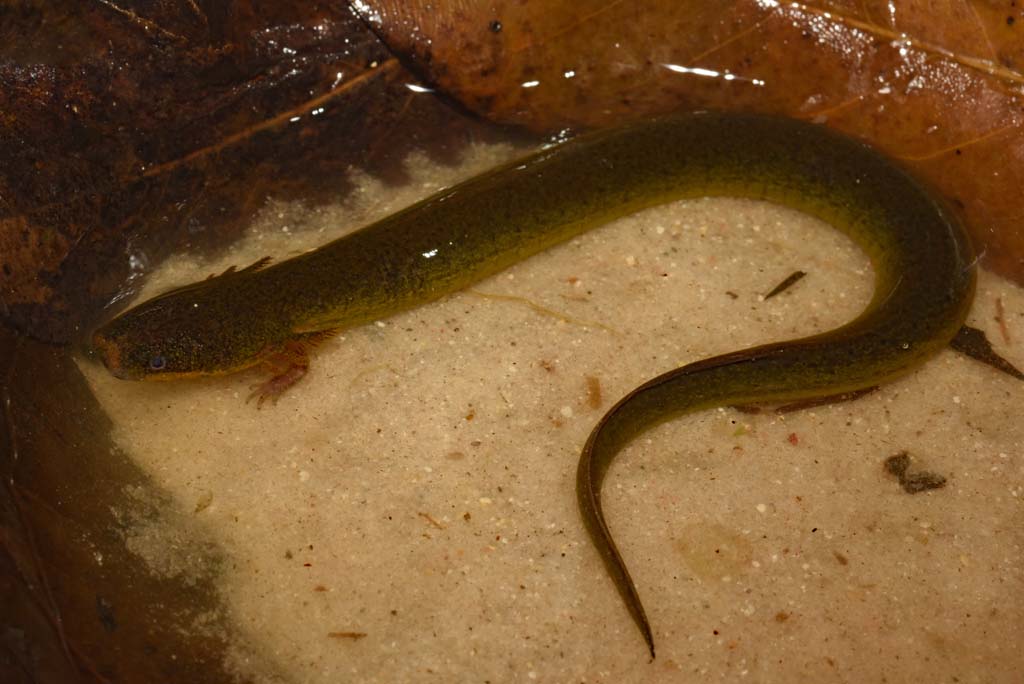 Moment in the Sun: Species’ Summer Adaptations Provide Ways to Protect ...