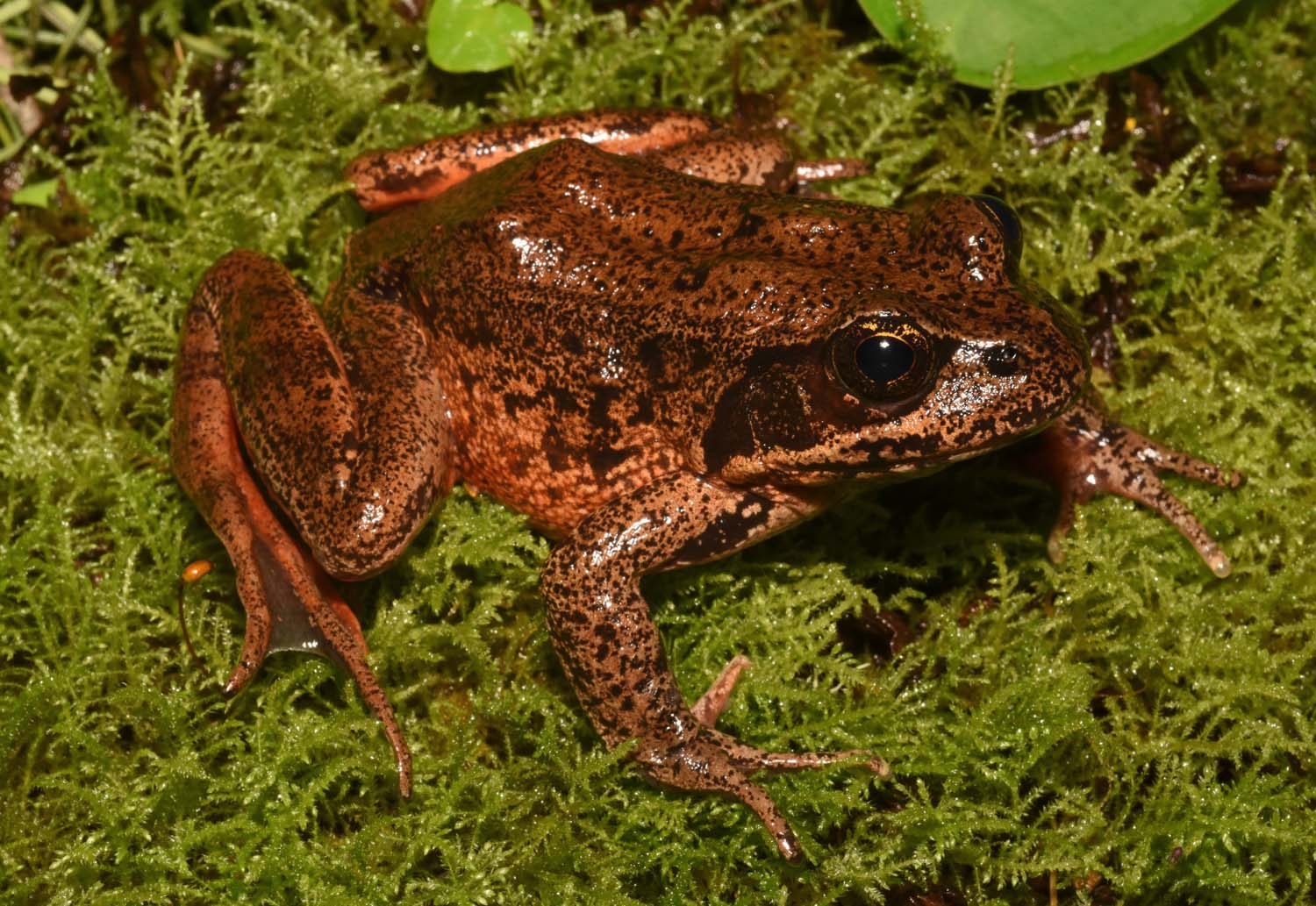 Busy Beavers: Bringing Back Dam-Building Rodents to Protect Amphibians ...