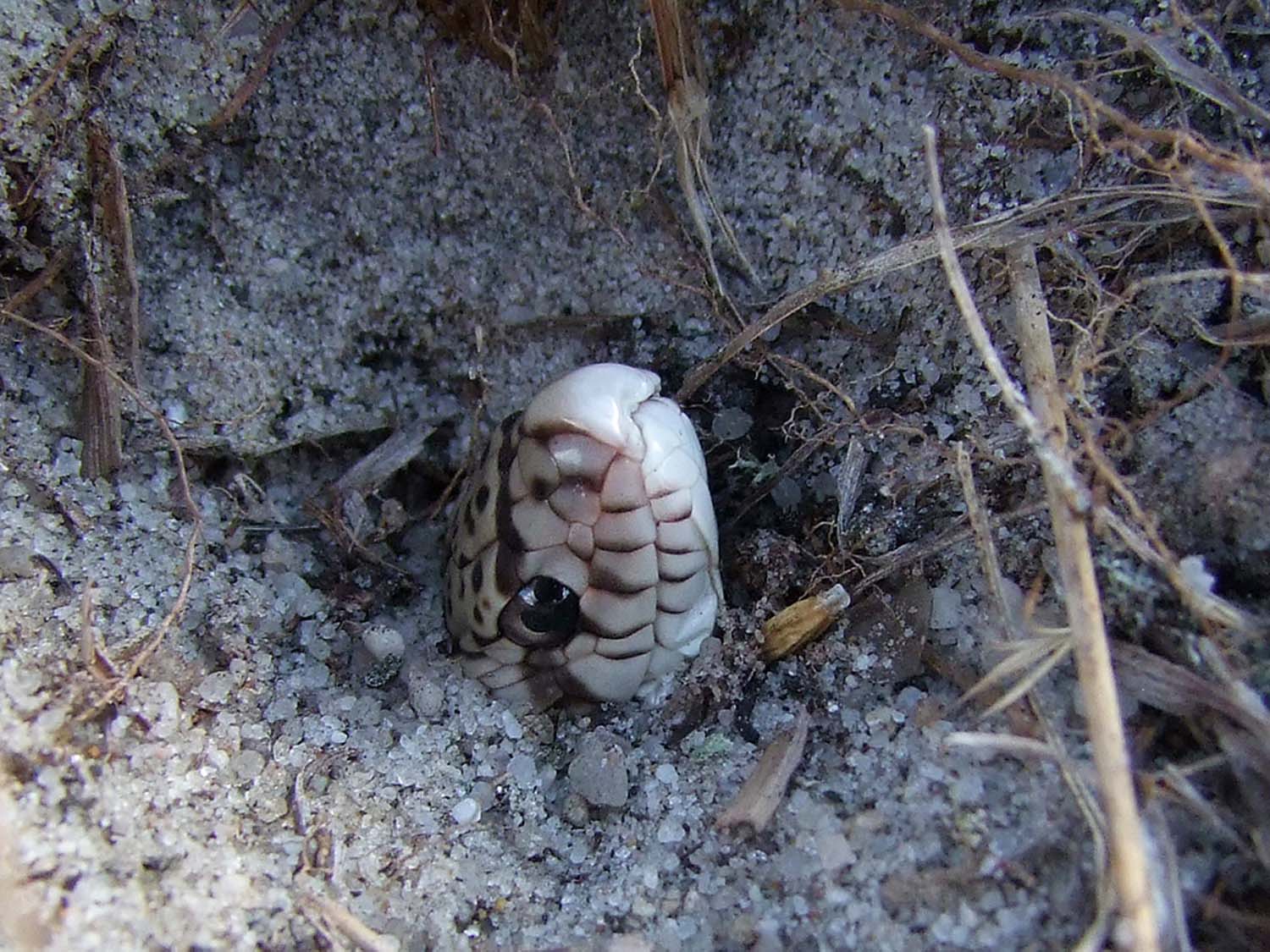 Uncovering the Secrets of One of the Most Elusive Snakes in the Eastern ...