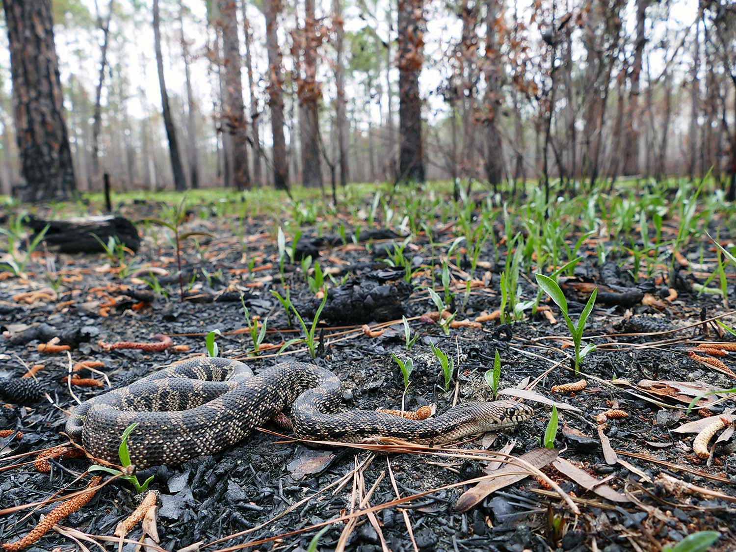 Uncovering the Secrets of One of the Most Elusive Snakes in the Eastern ...