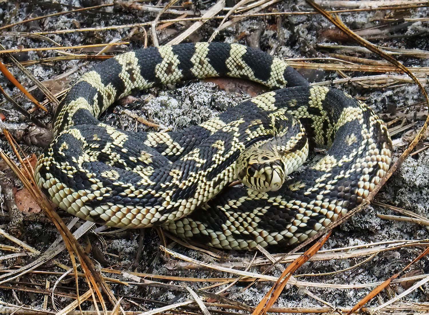 Uncovering the Secrets of One of the Most Elusive Snakes in the Eastern ...