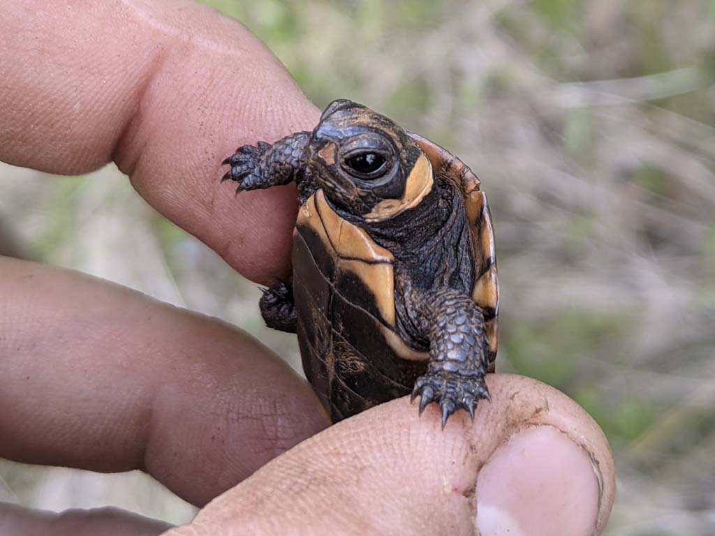 Notes from the Field: Resilience and Progress for Amphibians and ...