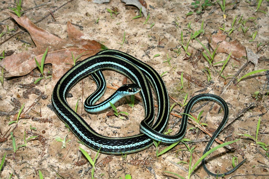 Year of the Snake: Scaling Up Protections for Declining Snake ...