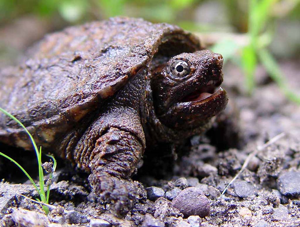 Safeguarding the Symphony: Protecting Common Species While They’re ...