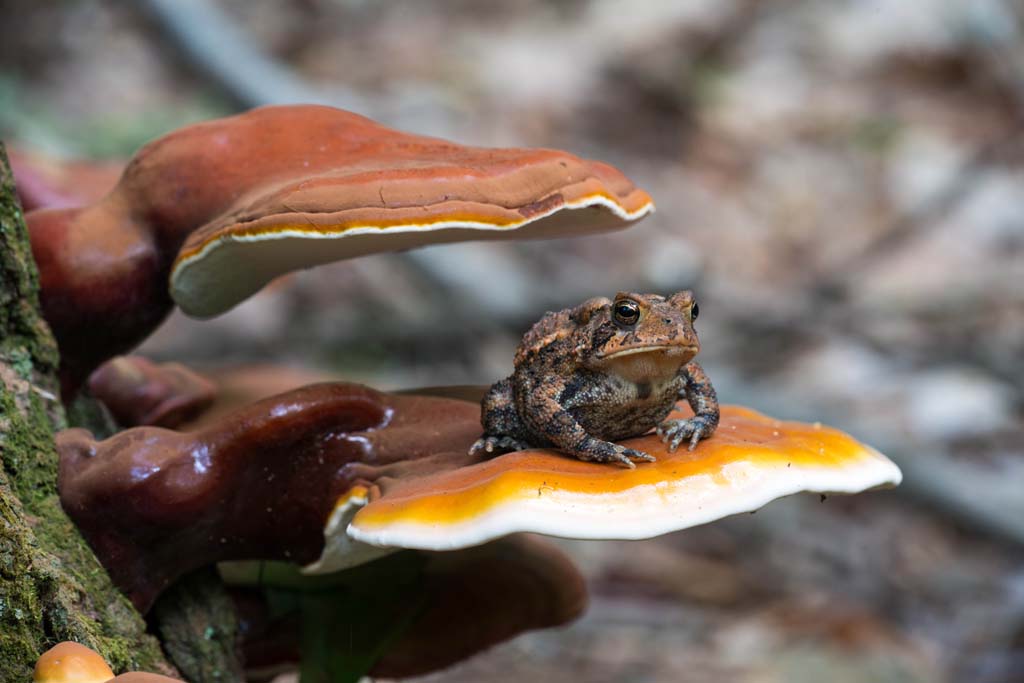 Safeguarding the Symphony: Protecting Common Species While They’re ...