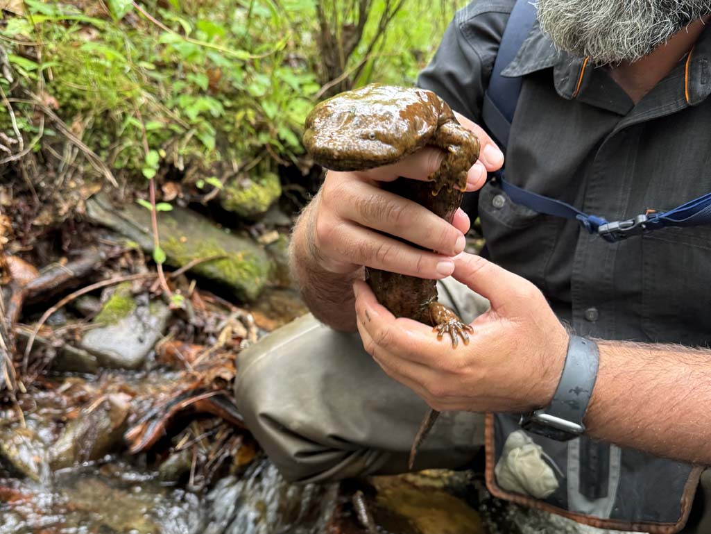 No, Geneticists Didn’t Bring Back Dire Wolves, but Genetic Techniques ...