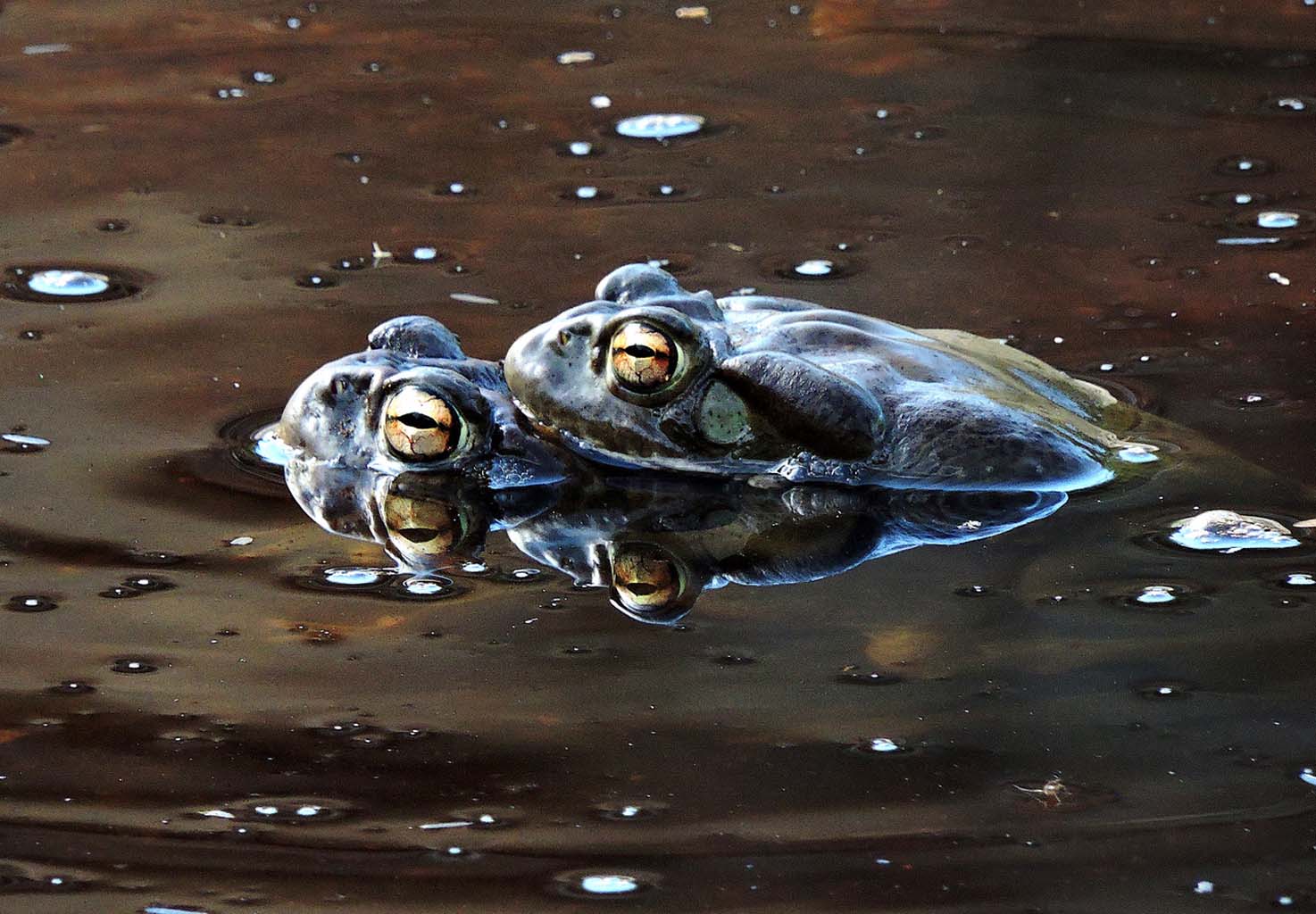 Drought Resistant: Helping Amphibians Weather the Storm When There’s No ...