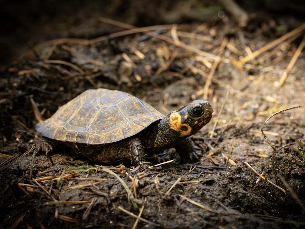 Headstart the Holidays: Building Resilience for Imperiled Wildlife ...