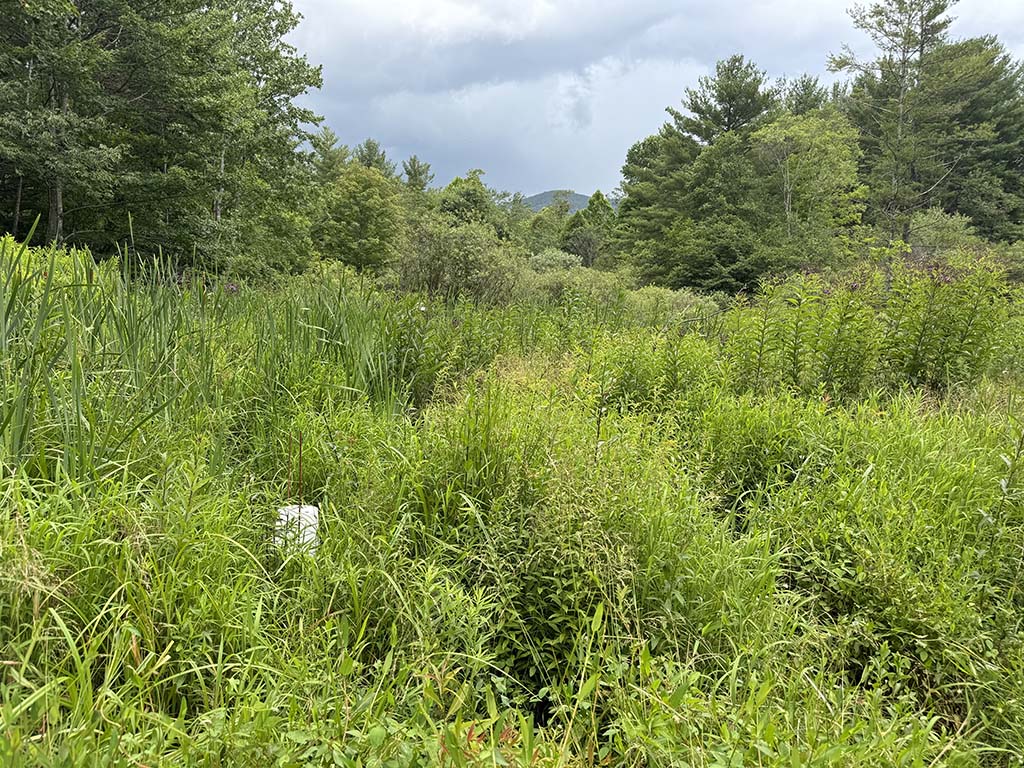 Headstart the Holidays: Building Resilience for Imperiled Wildlife ...